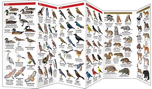 Ohio Wildlife: A Folding Pocket Guide to Familiar Animals | Ohio ...