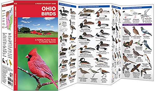 Ohio Birds: A Folding Pocket Guide to Familiar Species | Ohio History Store